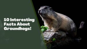10 Interesting Facts About Groundhogs You Didn’t Know! - Rodents Info