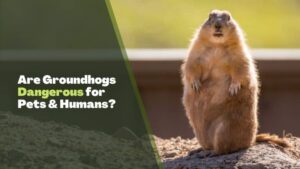 Are Groundhogs Dangerous for Pets & Humans? - Rodents Info