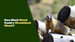 How Much Wood Could a Woodchuck Chuck? [Explained] - Rodents Info