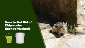 How to Get Rid of Chipmunks Bucket Method (Easiest)! - Rodents Info