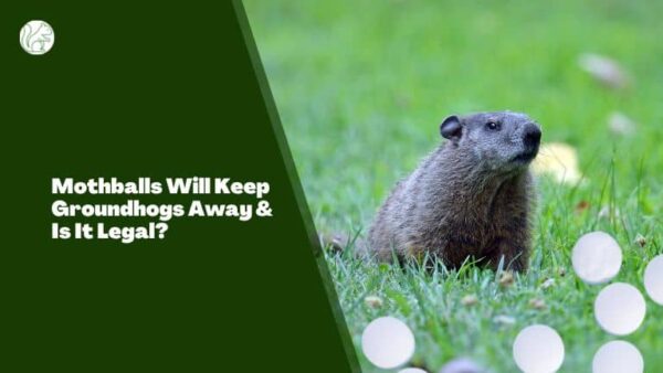 Mothballs Will Keep Groundhogs Away & Is It Legal? - Rodents Info