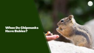 When Do Chipmunks Have Babies? [Chipmunk Species Chart] - Rodents Info
