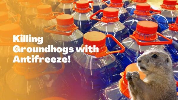 Before Killing Groundhogs with Antifreeze Read This Guide! - Rodents Info