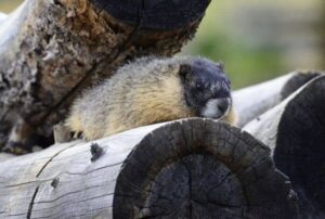 How Much Wood Could a Woodchuck Chuck? [Explained] - Rodents Info