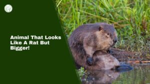 Animal That Looks Like A Rat But Bigger [Bigger Twins of Rats]