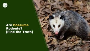 Are Possums Rodents? [The Myth and the Truth] - Rodents Info