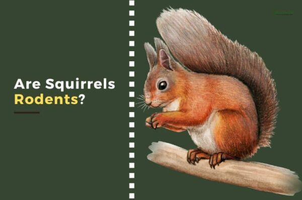 Are Squirrels Rodents? [Find the Truth] - Rodents Info