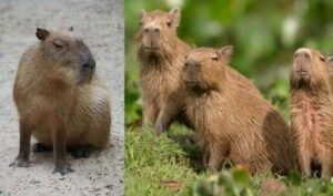 Animal That Looks Like A Rat But Bigger [Bigger Twins of Rats]