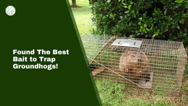 Found The Best Bait to Trap Groundhogs! - Rodents Info