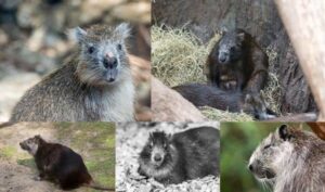 Animal That Looks Like A Rat But Bigger [Bigger Twins of Rats]