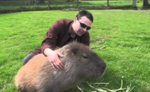 Why Are Capybaras So Friendly & Chill? [Explained] - Rodents Info