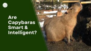 Are Capybaras Smart & Intelligent? - Rodents Info