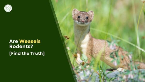 Are Weasels Rodents? [The Myth and the Truth] - Rodents Info