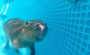 How Well Do Capybara Swim! - Rodents Info