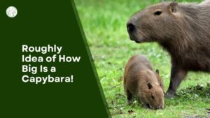 Roughly Idea of How Big Is a Capybara - Rodents Info