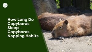 How Long Do Capybaras Sleep – Capybaras Napping Habits - Rodents Info