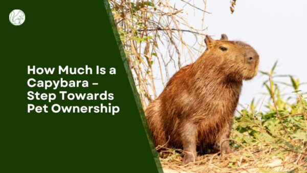 How Much Is a Capybara – Step Towards Pet Ownership - Rodents Info
