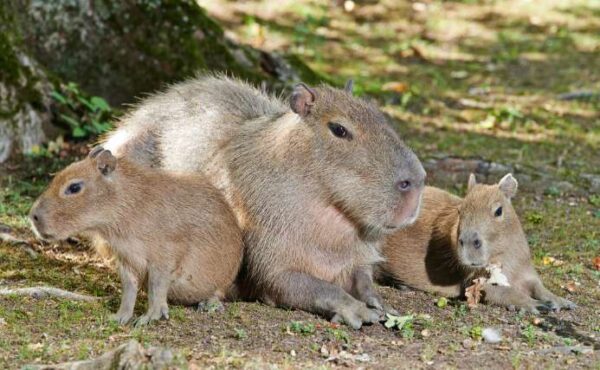 How Much Is a Capybara – Step Towards Pet Ownership - Rodents Info