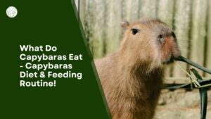 What Do Capybaras Eat - Capybaras Diet & Feeding Routine! - Rodents Info