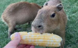 What Do Capybaras Eat - Capybaras Diet & Feeding Routine! - Rodents Info