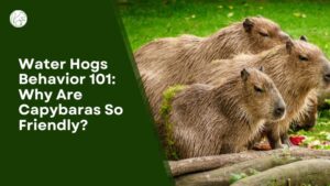 Why Are Capybaras So Friendly & Chill? [Explained] - Rodents Info