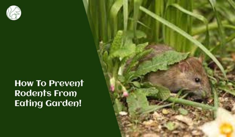 How To Prevent Rodents From Eating Garden! - Rodents Info