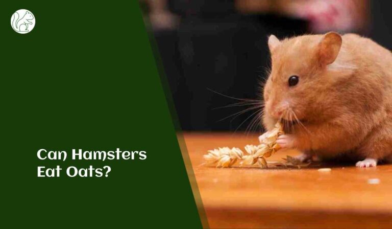 Can Hamsters Eat Oats: A Guide to Feeding Oats to Your Pet Hamster ...