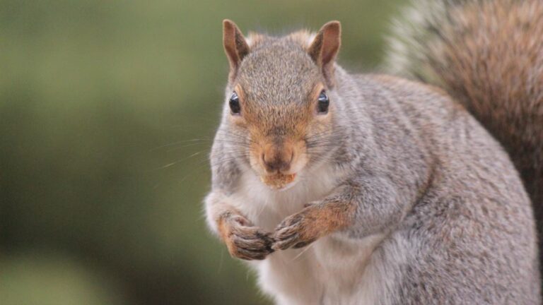 Exploring Rodent Behavior: Insights into Social Dynamics and Survival ... Exploring Rodent Behavior: Insights into Social Dynamics and Survival ...