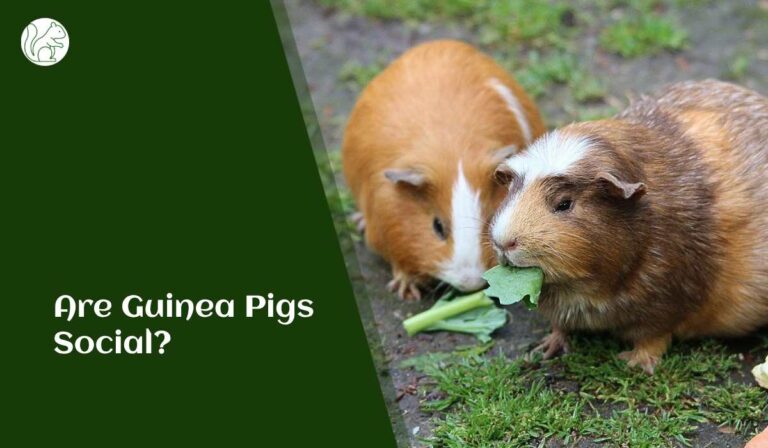 Are Guinea Pigs Social? Understanding the Social Nature of These ...