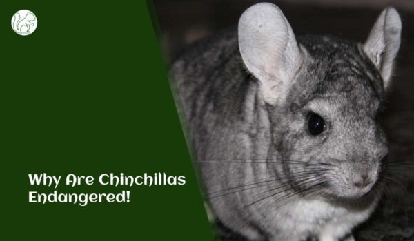 Why Are Chinchillas Endangered: Understanding the Threats and ...