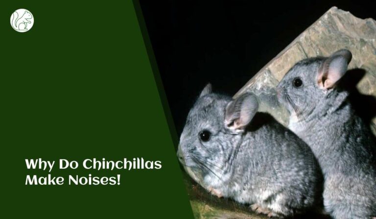 Why Do Chinchillas Make Noises: Decoding the Sounds of these Playful Pets