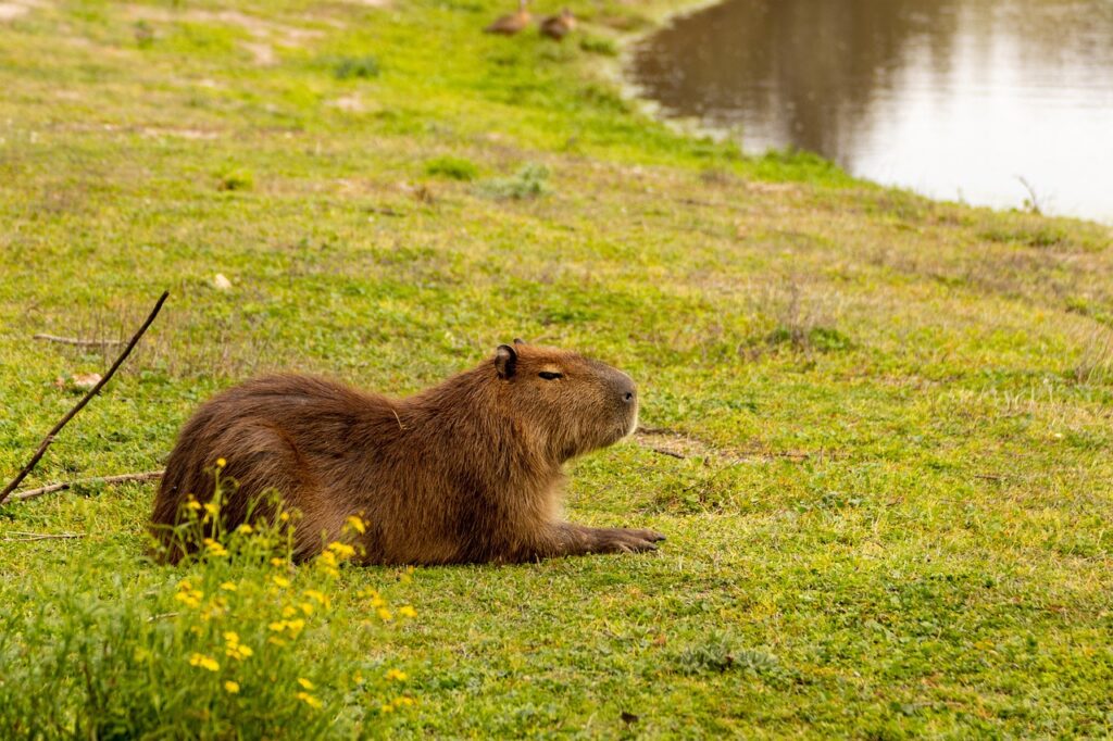 The Water-Loving Giants: Exploring the Homes of Capybaras - Rodents Info