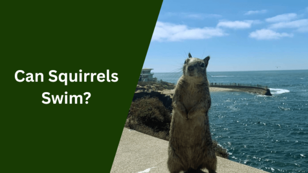 Can Squirrels Swim? Understanding Their Aquatic Abilities