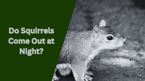 Do Squirrels Come Out at Night?