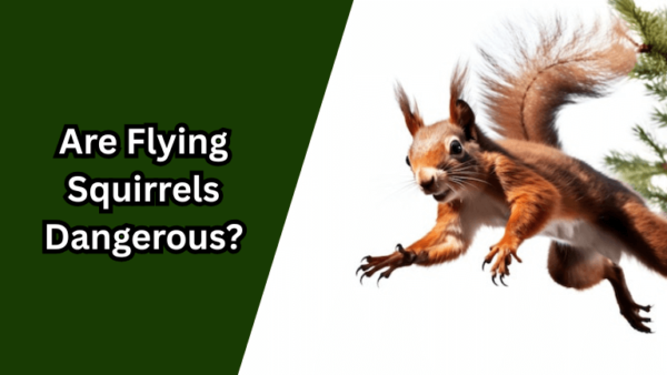 Are Flying Squirrels Dangerous?