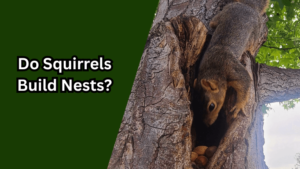 Do Squirrels Build Nests? Where and Why They Make Them