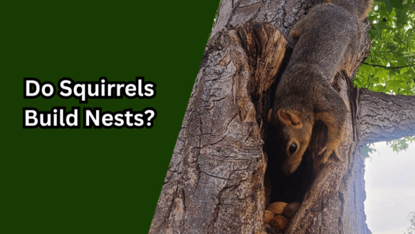 Do Squirrels Build Nests? Where and Why They Make Them