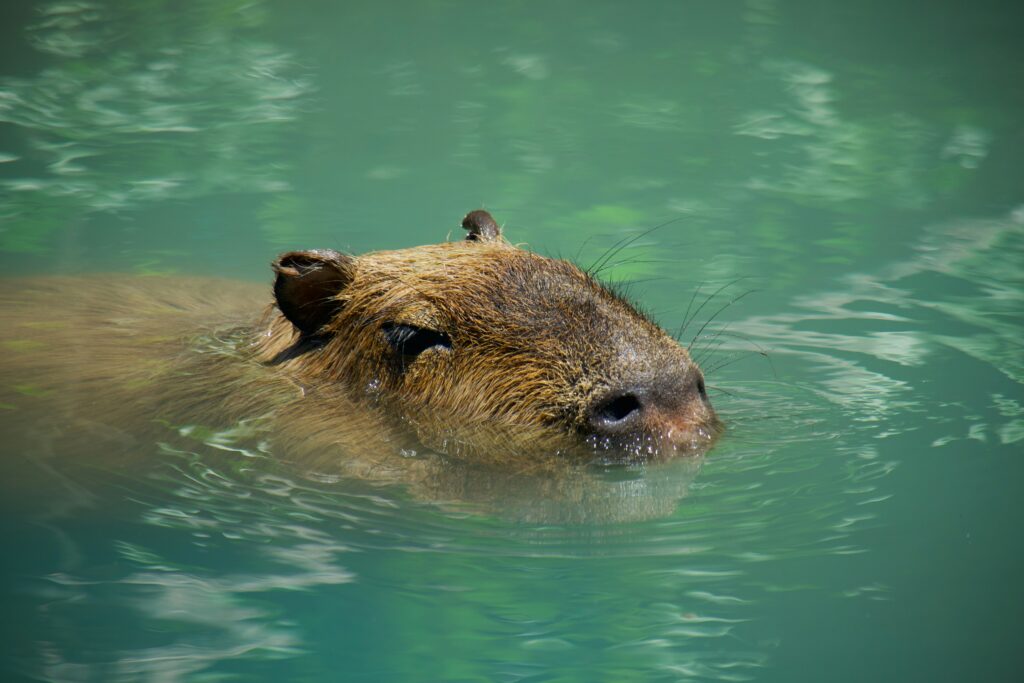 The Fascinating World of Capybaras: Fun Facts and Insights